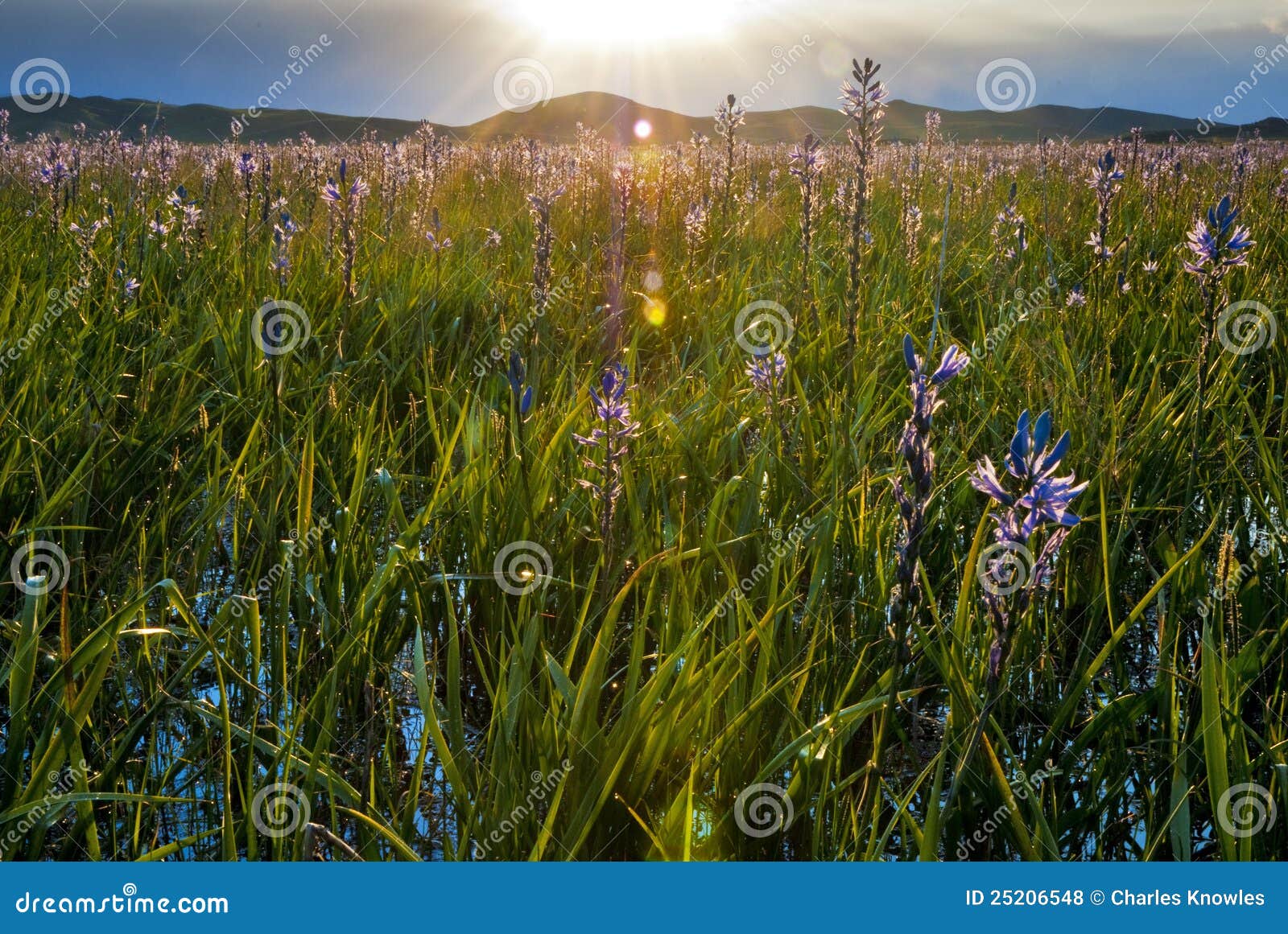 10,952 Marsh Flowers Stock Photos - Free & Royalty-Free Stock Photos ...