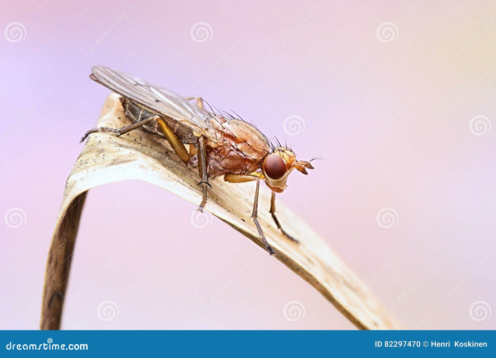 Marsh Fly, Tetanocera Ferruginea Stock Photo - Image of beautiful ...