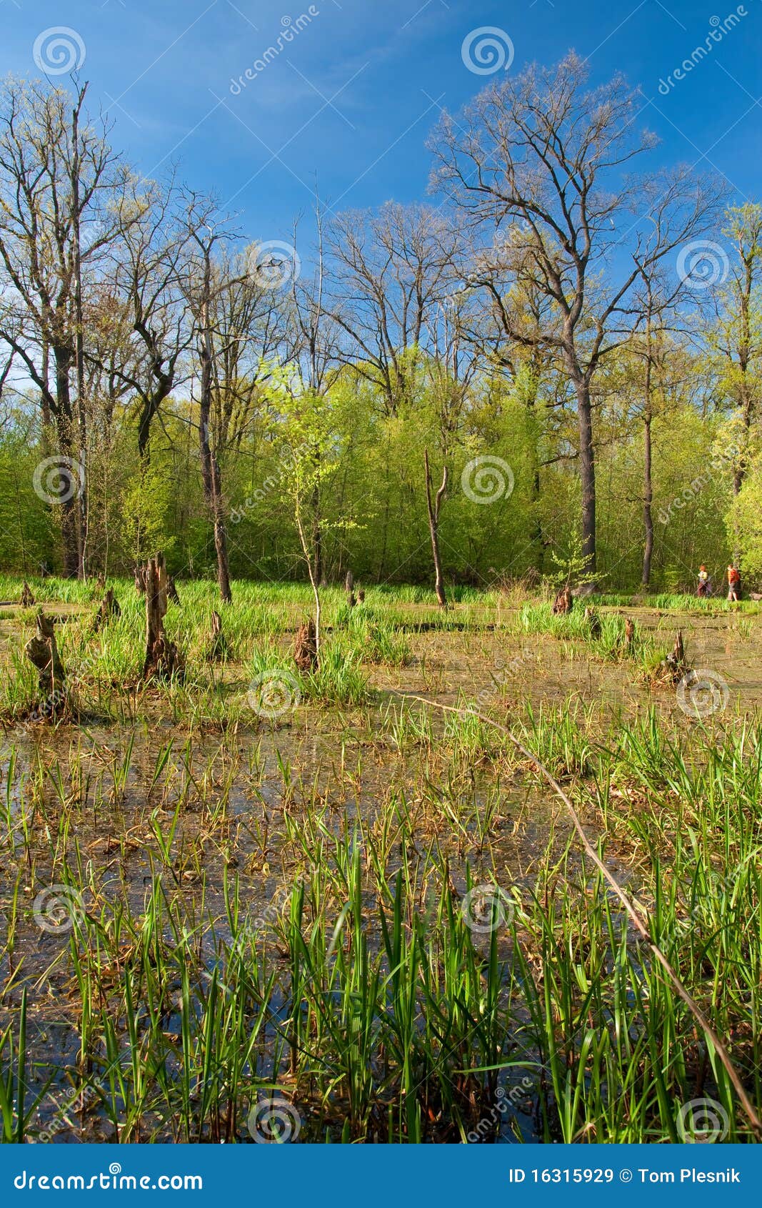 Marsh in forest stock image. Image of pine, forest, scenic - 16315929