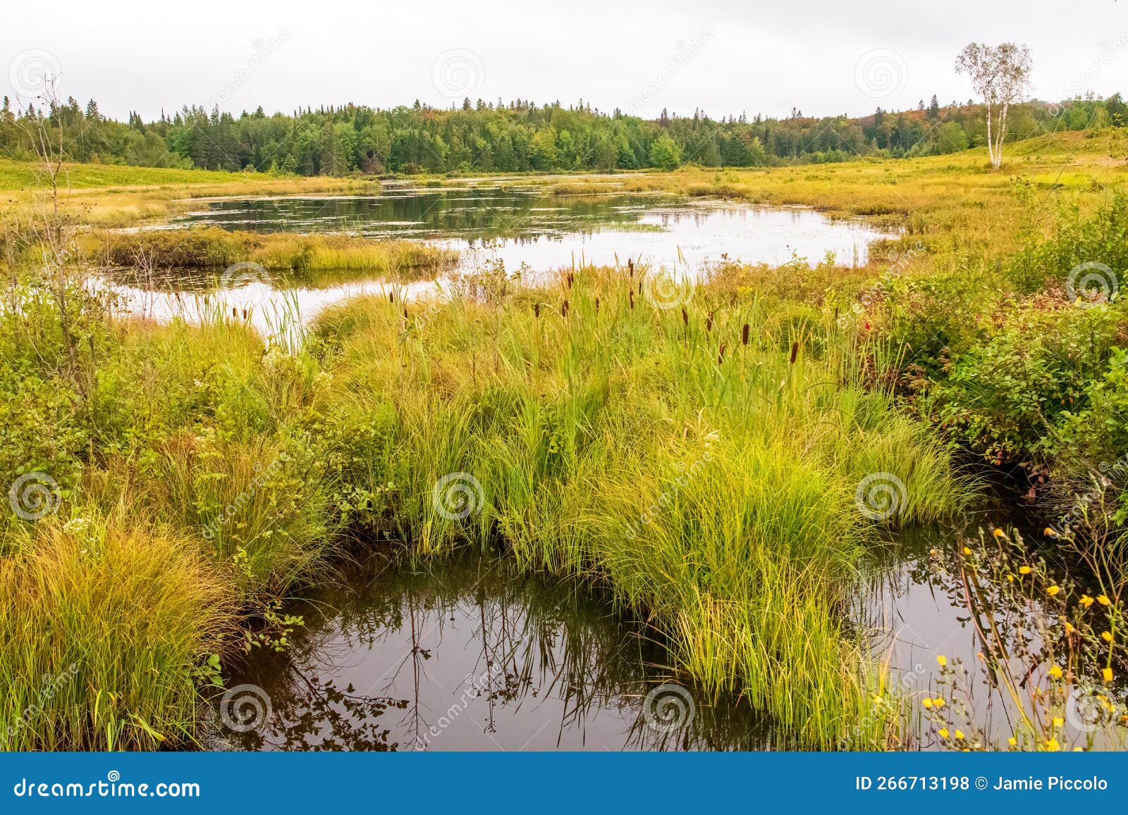 Marsh in forest stock photo. Image of pond, meadow, reflection - 266713198