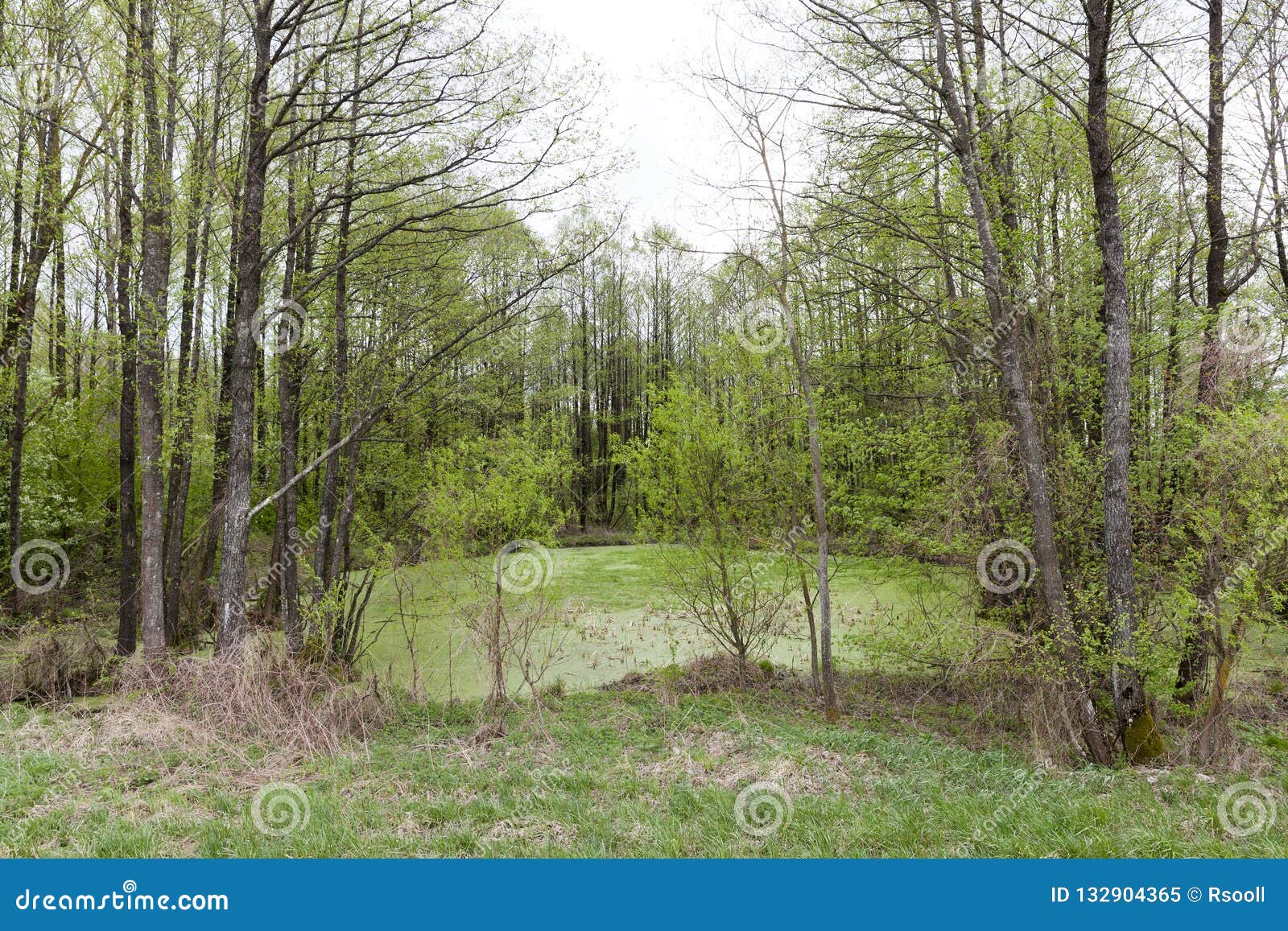 Marsh in the forest stock image. Image of edges, marsh - 132904365