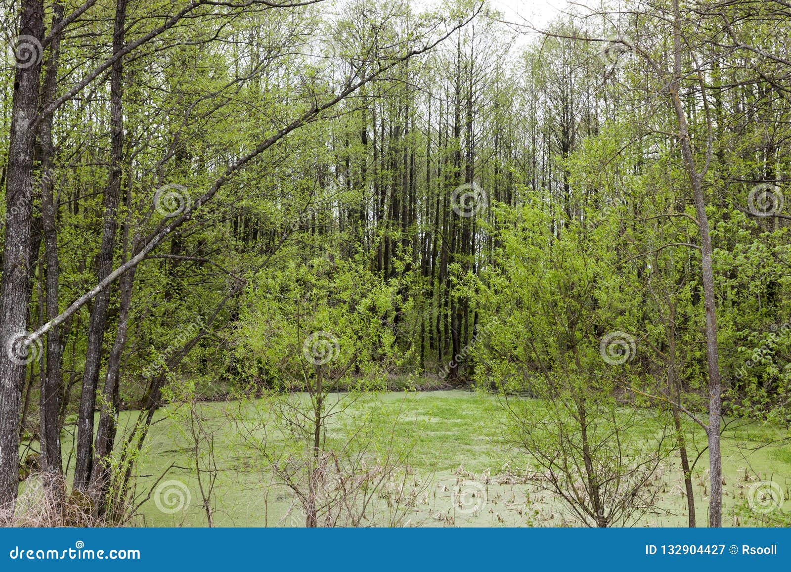 Marsh in the forest stock image. Image of grow, beautiful - 132904427