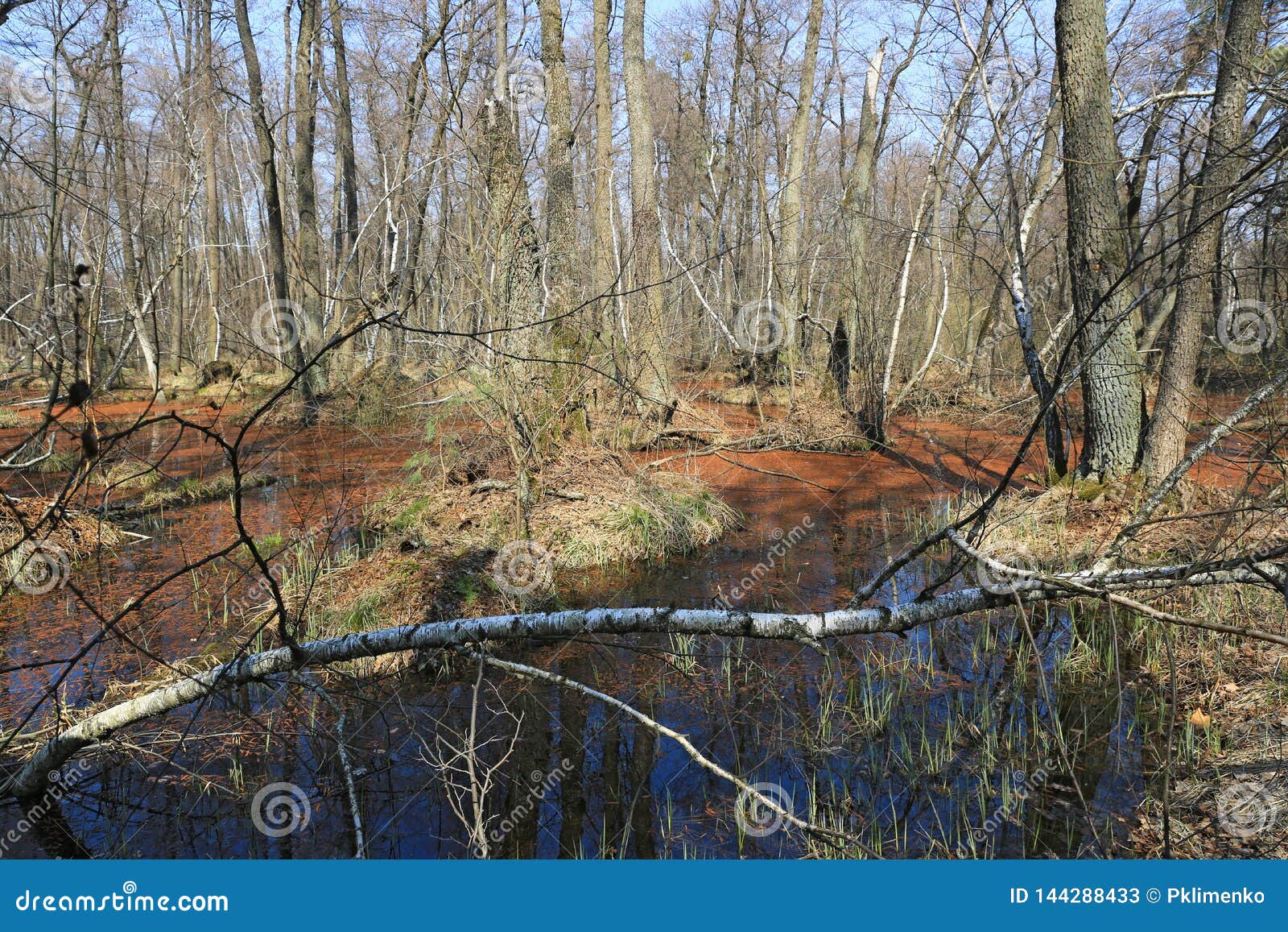 Marsh in forest stock image. Image of natural, beauty - 144288433