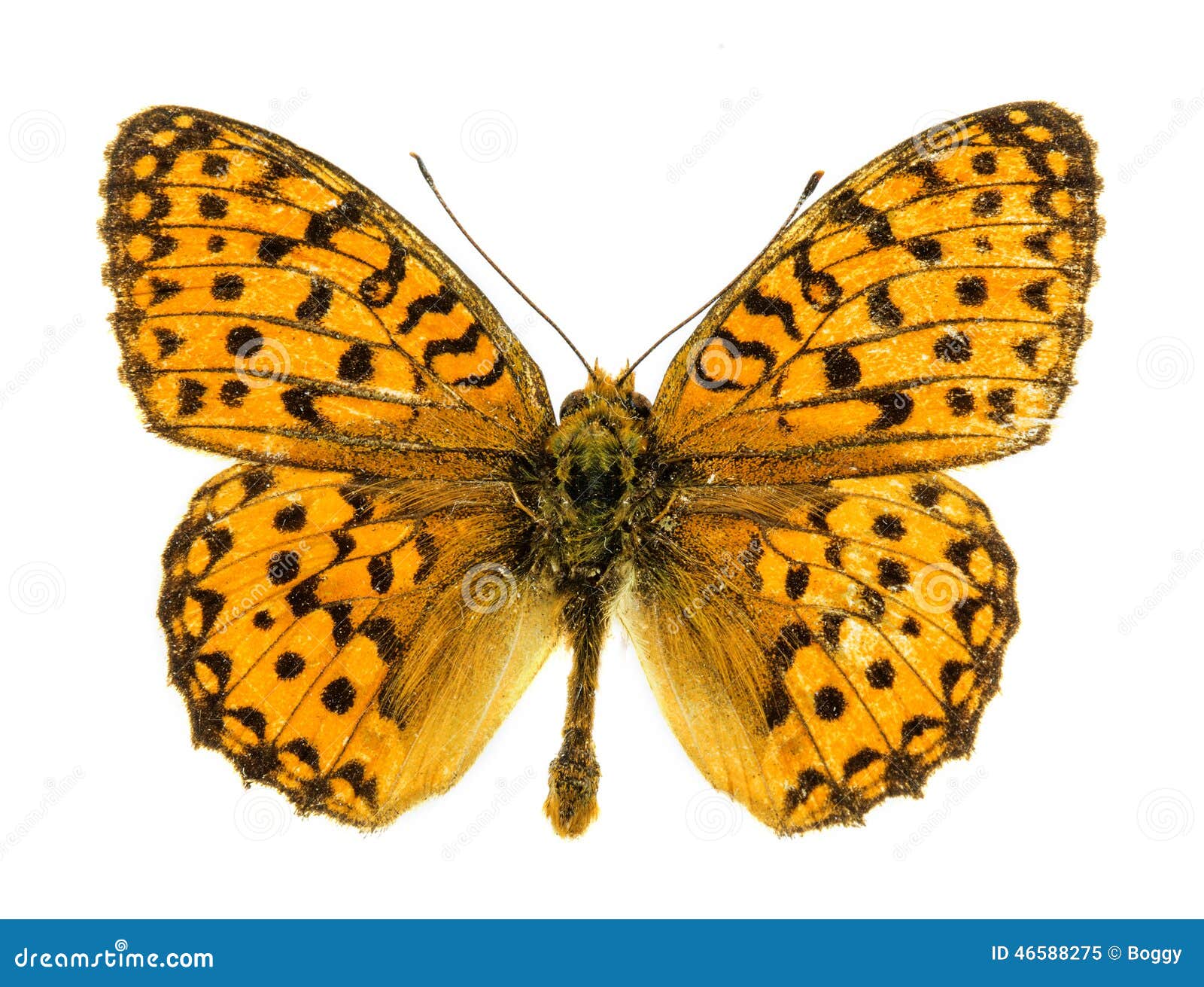 Marsh Fritillary butterfly stock image. Image of tentacle - 46588275
