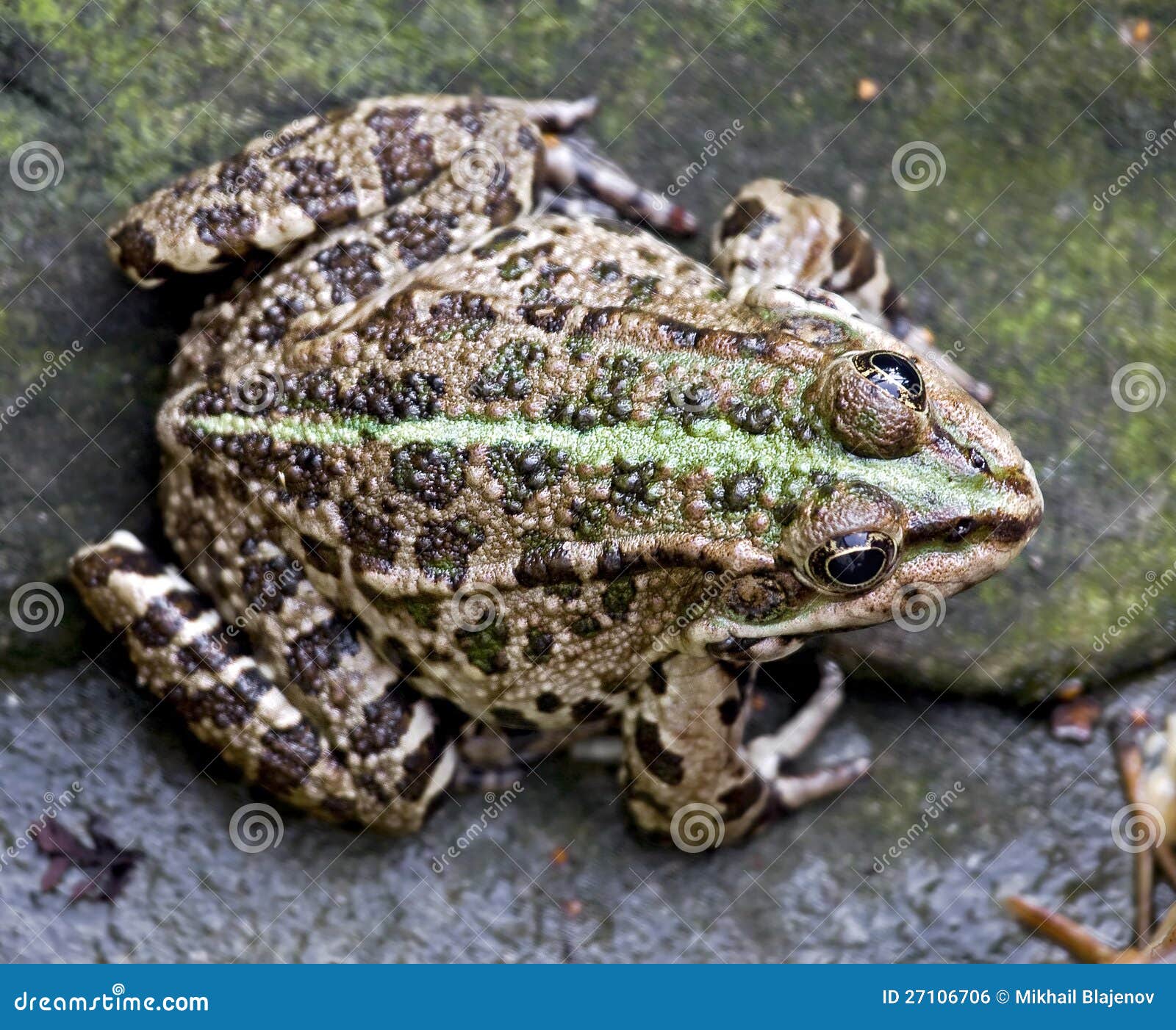 Marsh frog 1 stock photo. Image of swamp, animal, species - 27106706