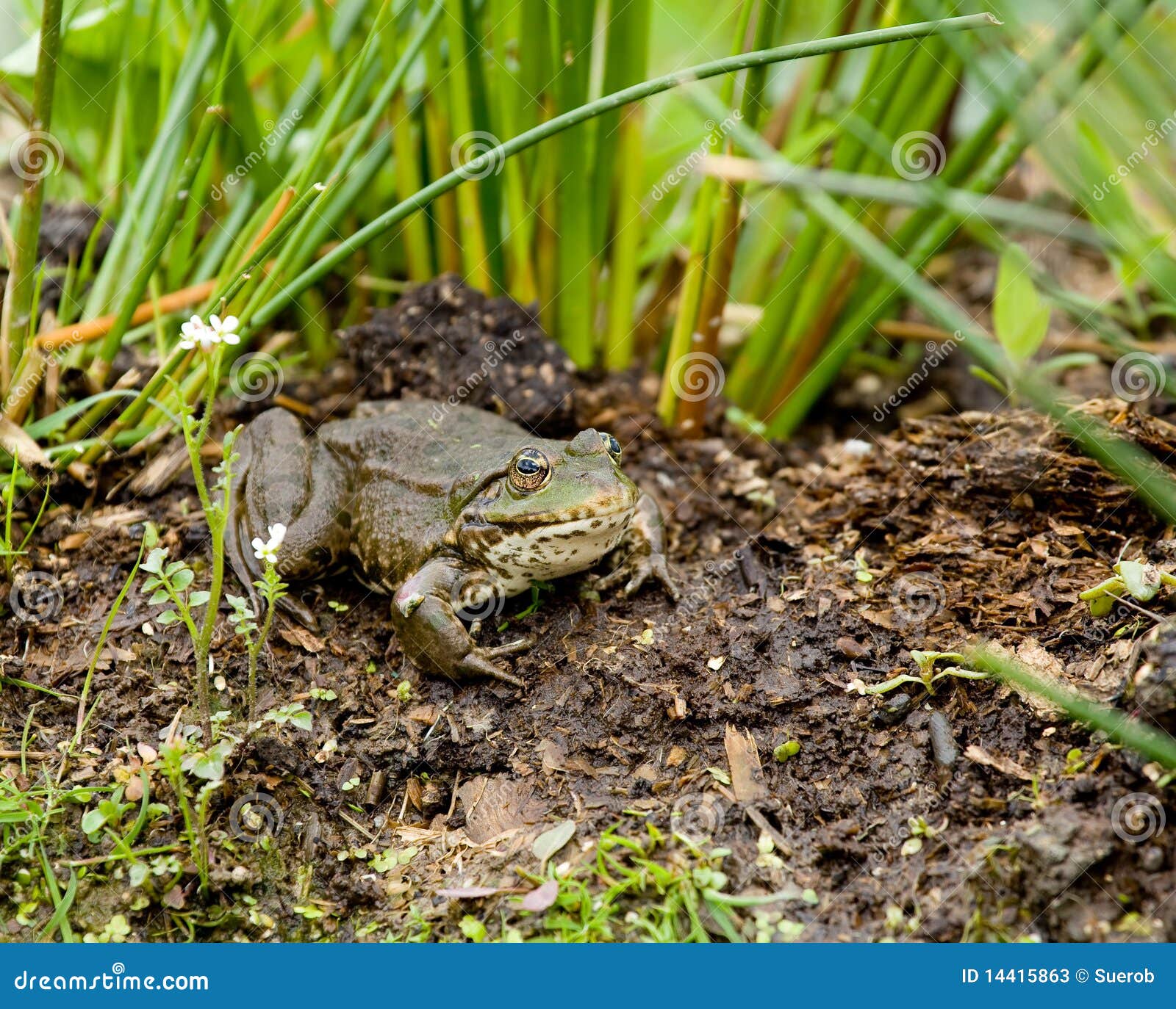 Marsh Frog stock image. Image of water, wildlife, croak - 14415863