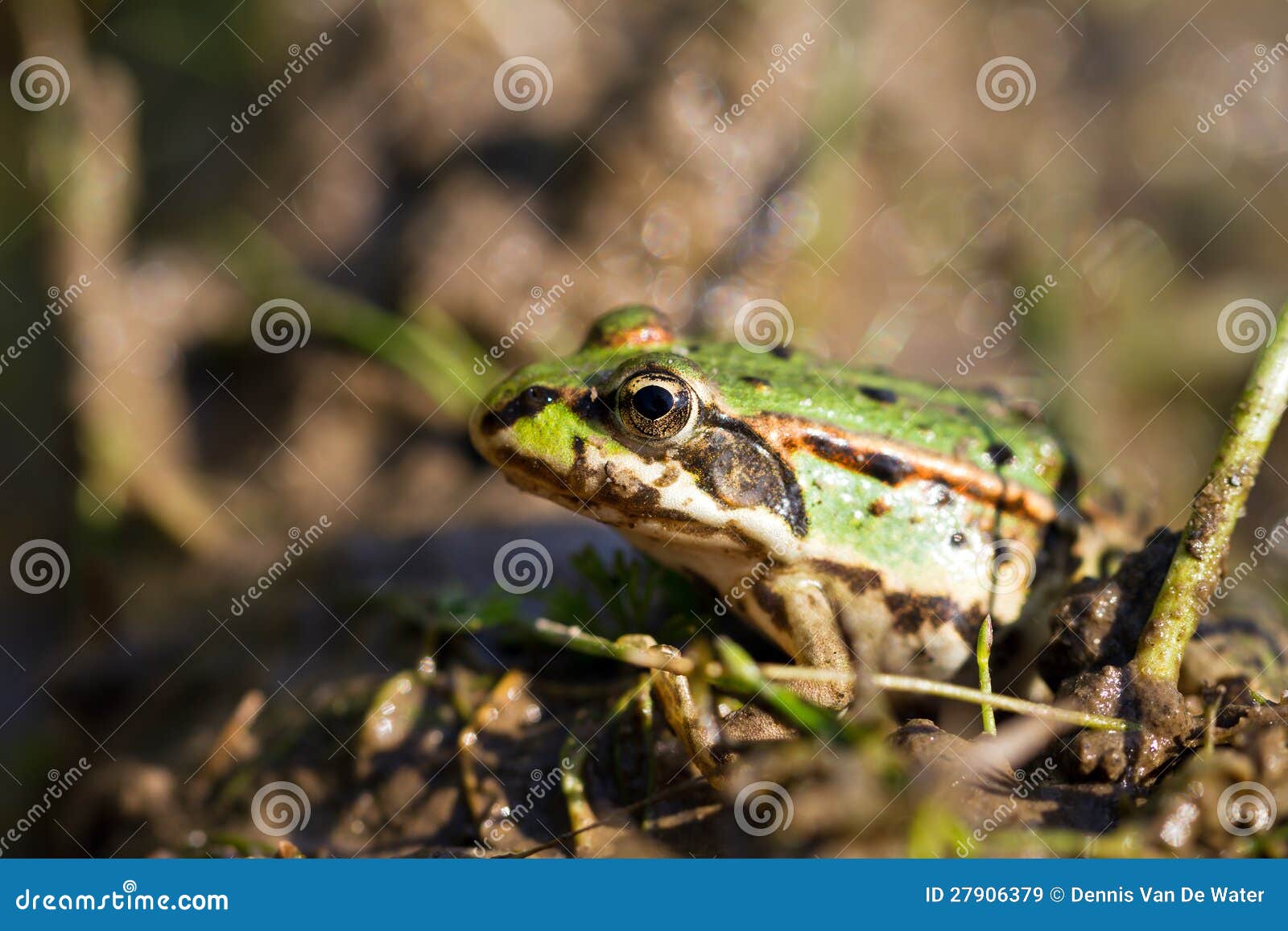Marsh Frog stock image. Image of macro, conservation - 27906379