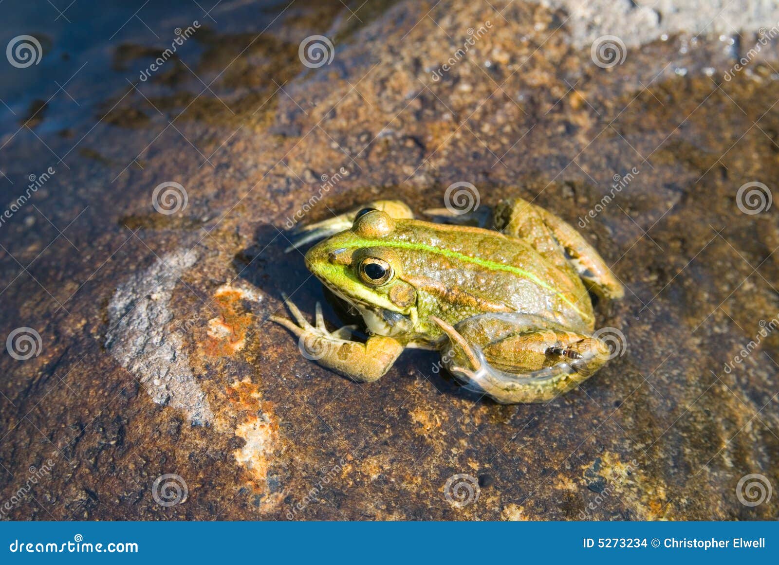 Marsh Frog stock photo. Image of ridibunda, flowing, water - 5273234