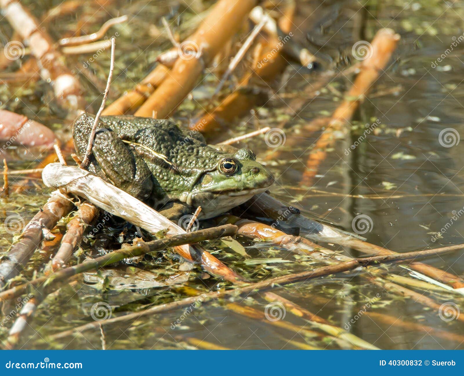 Marsh Frog stock photo. Image of animal, large, wildlife - 40300832