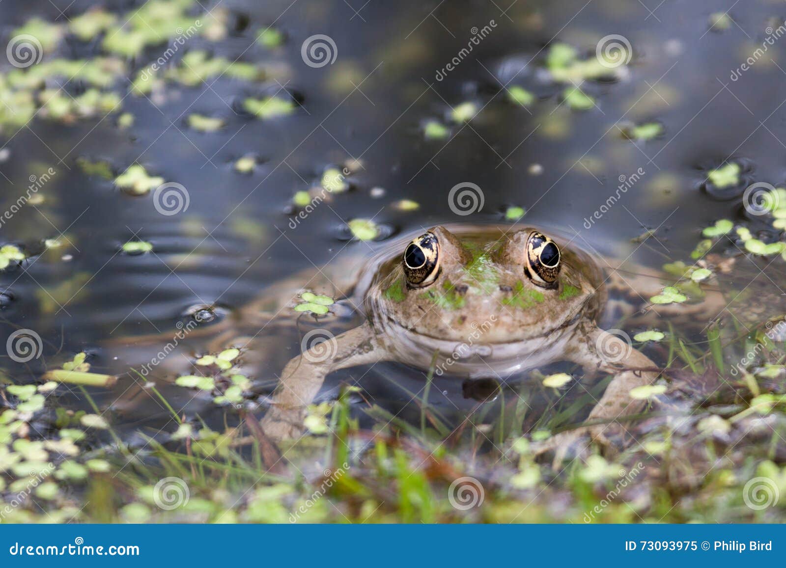 Marsh Frog stock image. Image of gleaming, close, marsh - 73093975