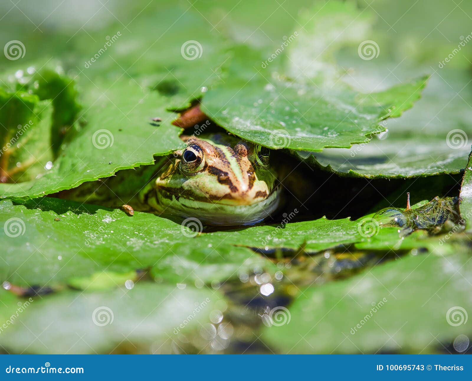 Marsh Frog in the Danube Delta, Romania Stock Image - Image of outdoors ...
