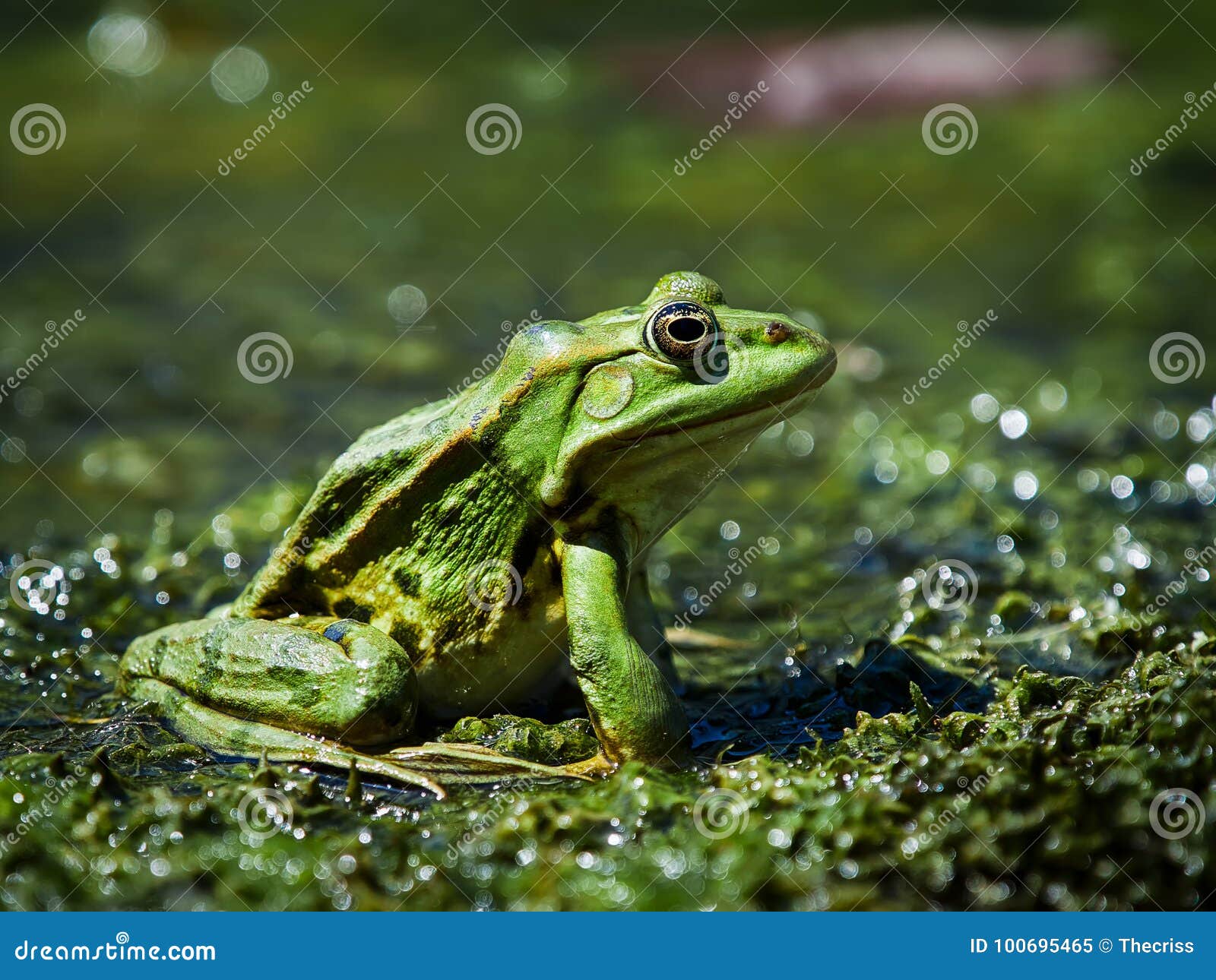Marsh Frog in the Danube Delta, Romania Stock Image - Image of marsh ...