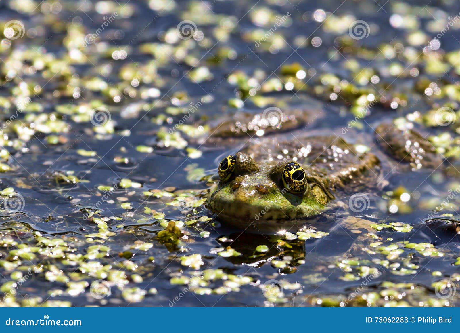 Marsh Frog stock image. Image of gleaming, colours, eyes - 73062283