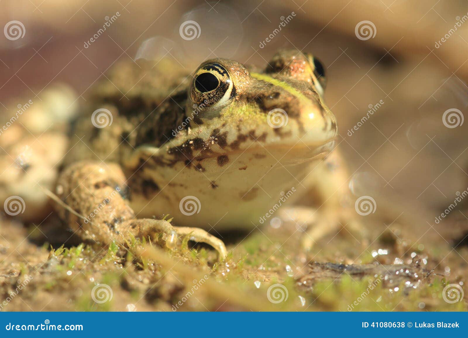 Marsh frog stock photo. Image of muddy, animal, nature - 41080638