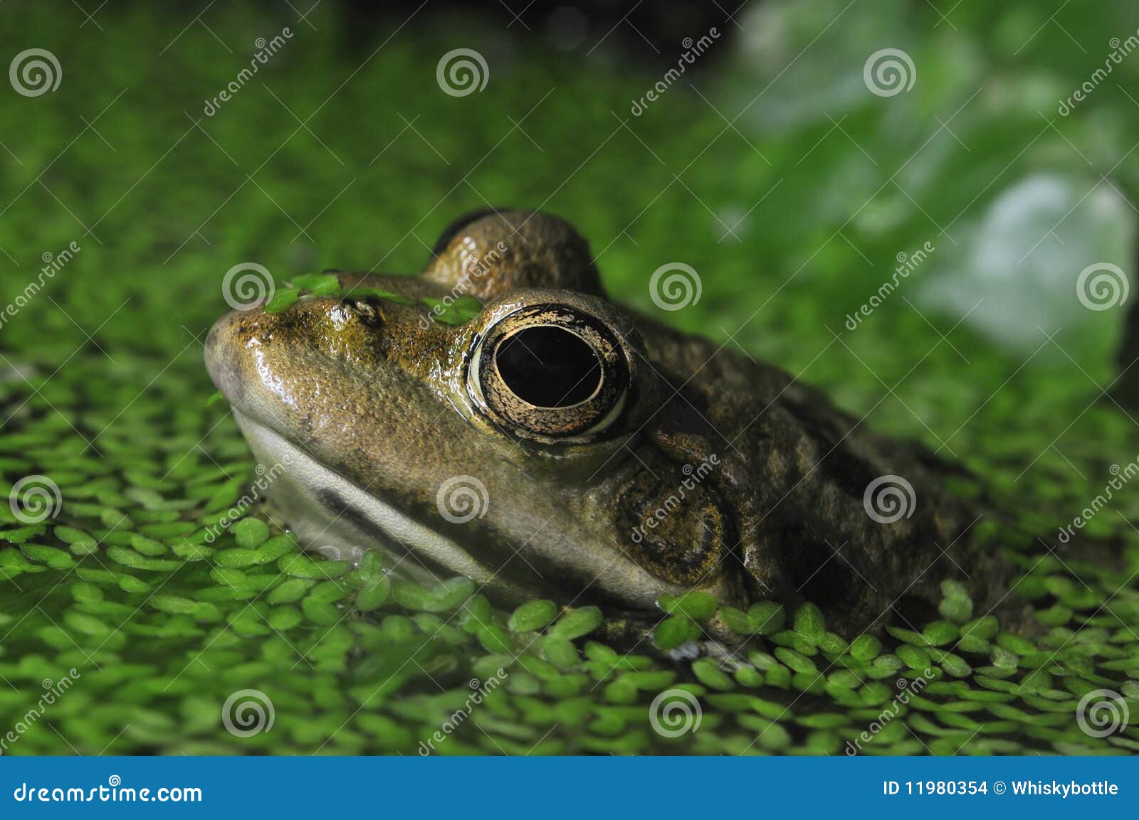 Marsh Frog - Pelophylax Ridibundus Stock Photo - Image of nature ...