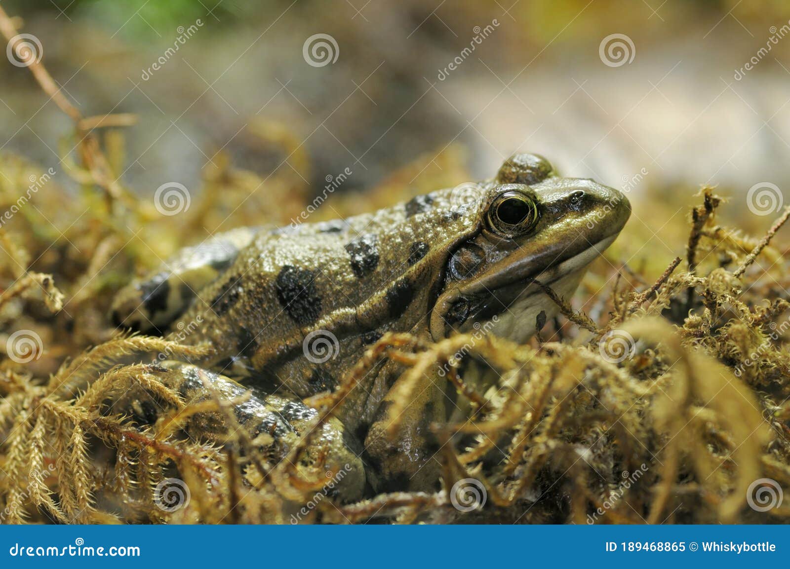 Marsh Frog stock image. Image of animal, introduced - 189468865