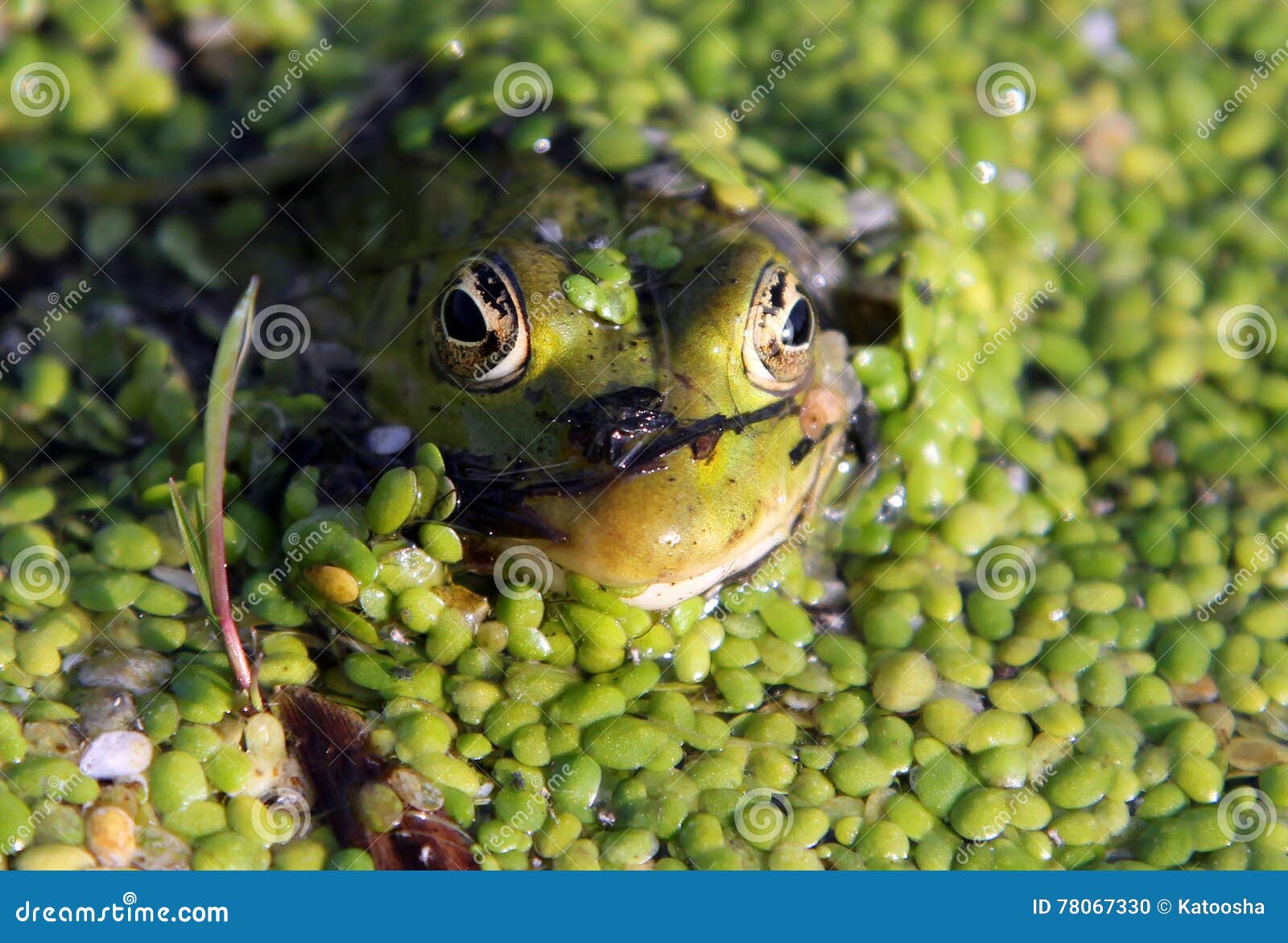 Marsh Frog Pelophylax Ridibundus in a Pond Stock Photo - Image of frog ...