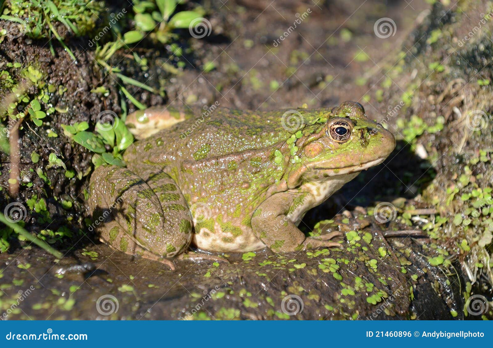 Marsh Frog portrait stock photo. Image of spawn, tadpole - 21460896