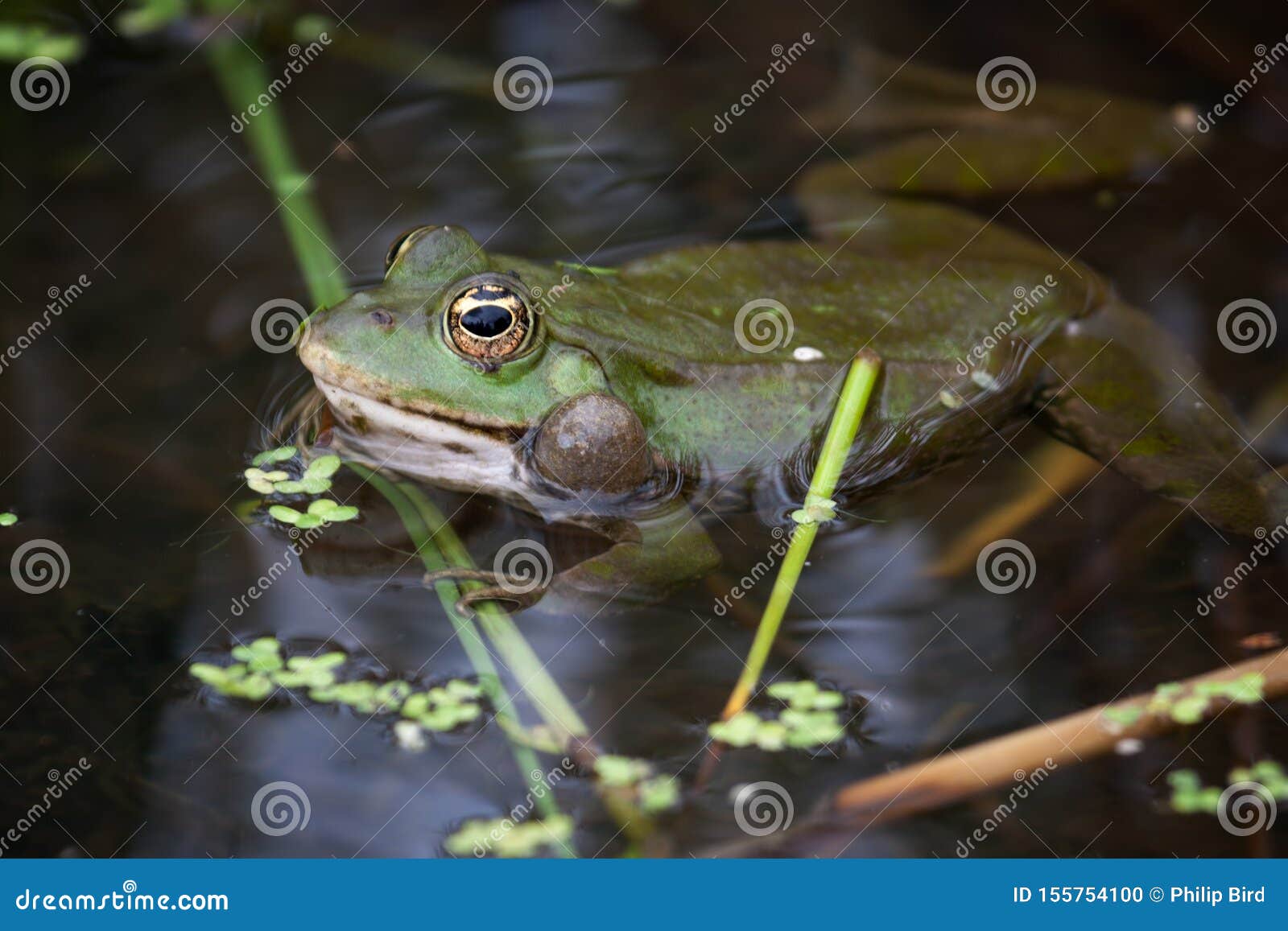 Marsh Frog Que Descansa En Una Charca Foto de archivo - Imagen de islas ...