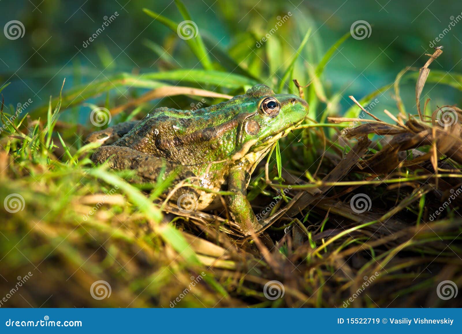 Marsh Frog, Rana ridibunda stock image. Image of close - 15522719