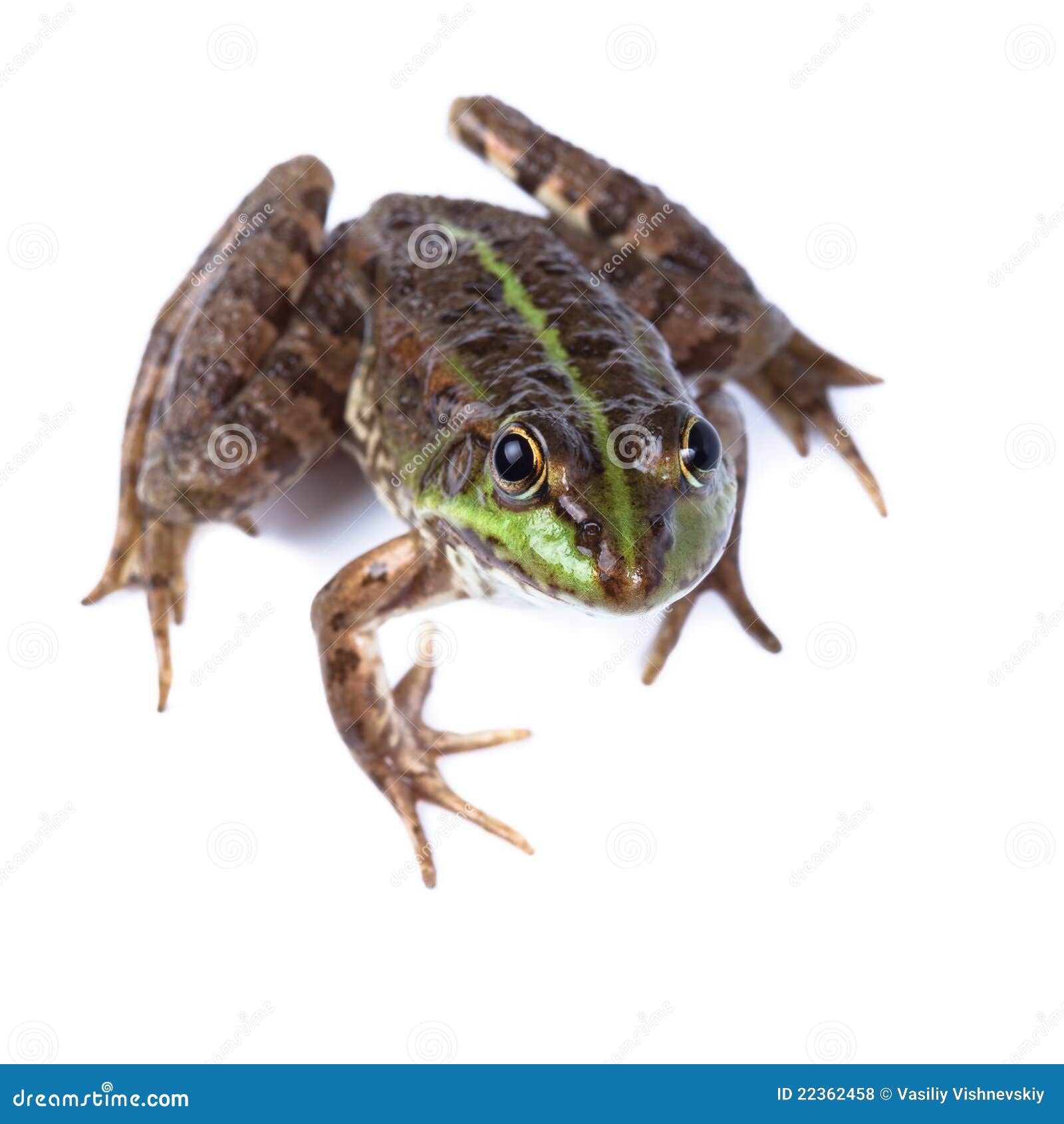 Marsh Frog, Rana ridibunda stock photo. Image of ludicrous - 22362458
