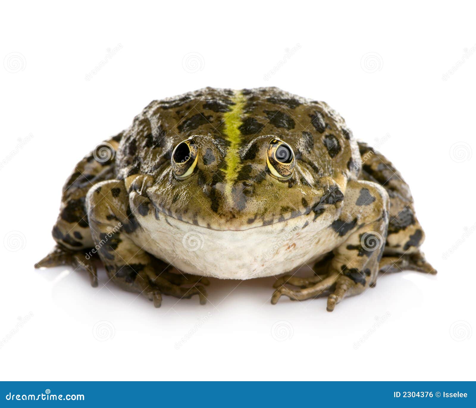 Marsh Frog - Rana Ridibunda Stock Photo - Image of charming, froggy ...