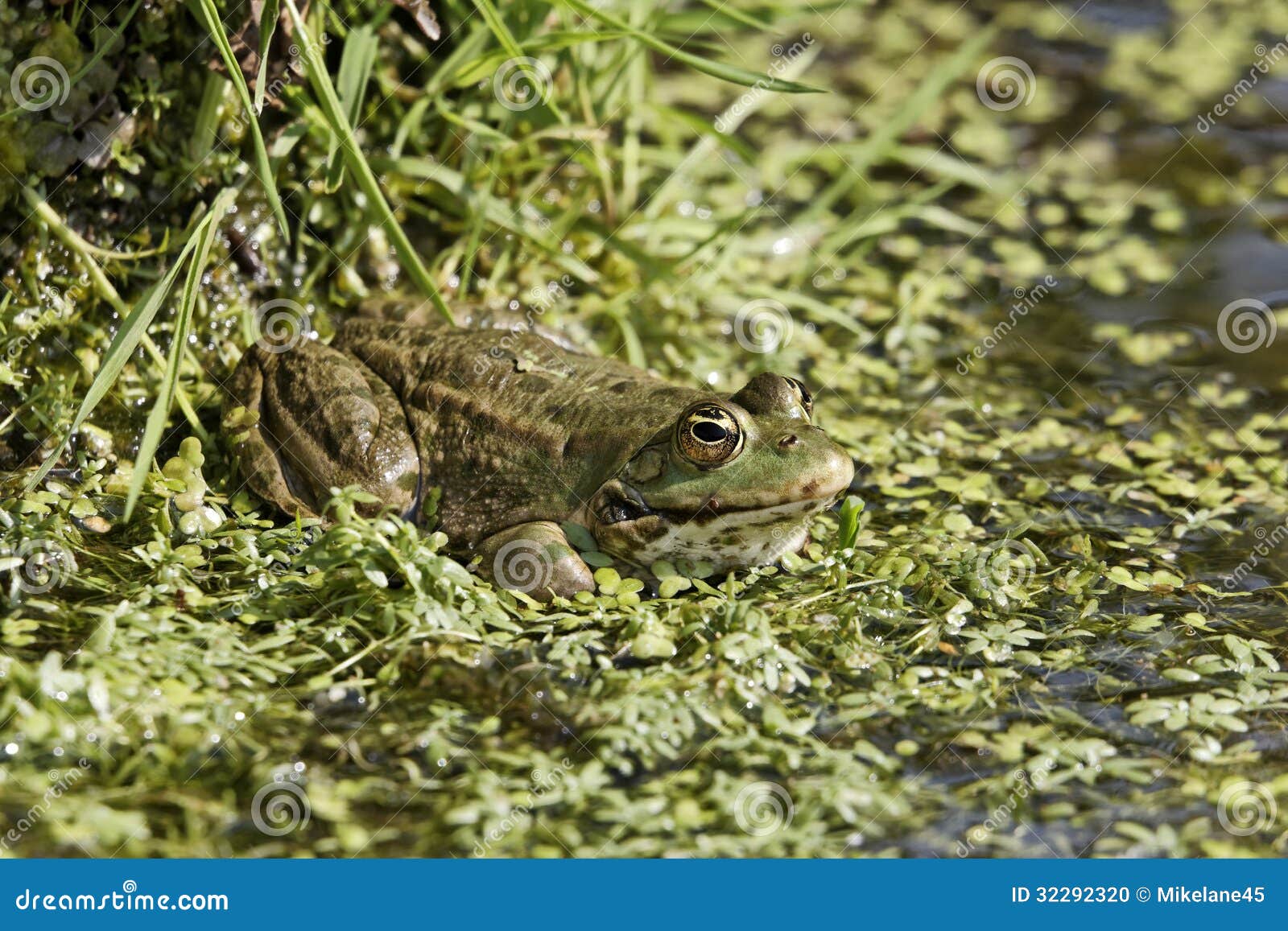 Marsh frog, Rana ridibunda stock photo. Image of marsh - 32292320