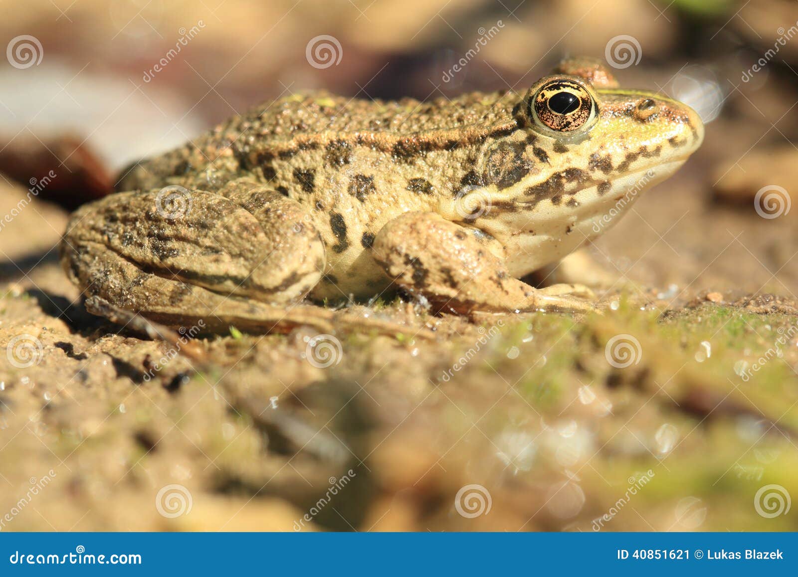 Marsh frog stock image. Image of ridibundus, animal, soil - 40851621
