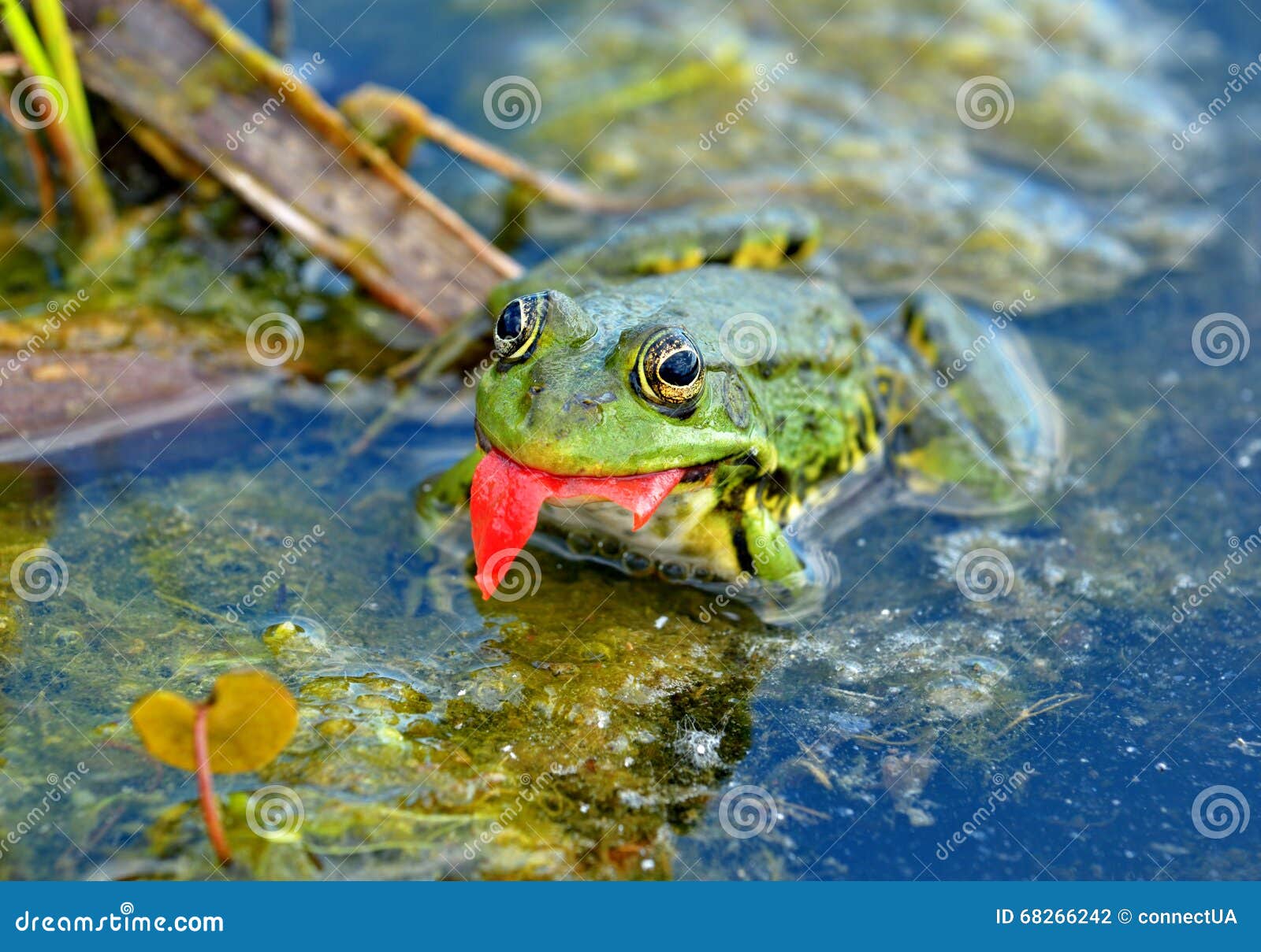 Marsh frog in the swamp stock photo. Image of sedge, morass - 68266242