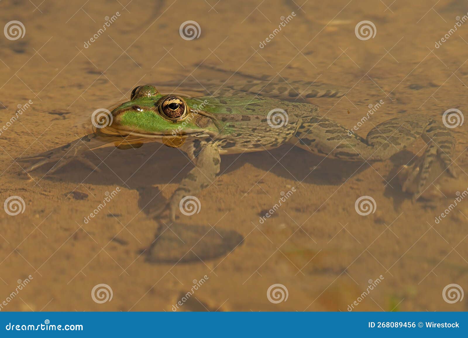 Marsh Frog Swimming in Water Stock Photo - Image of marsh, exotic ...