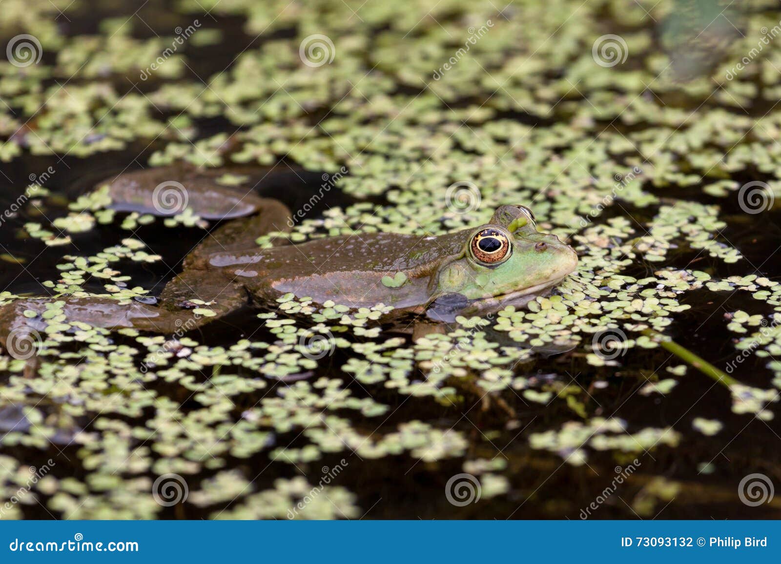 Marsh Frog stock photo. Image of britain, pond, close - 73093132