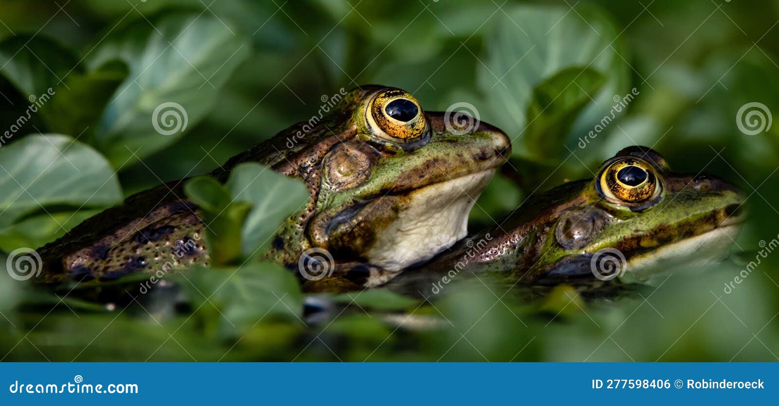 Frogs Mating Season Royalty-Free Stock Photography | CartoonDealer.com ...