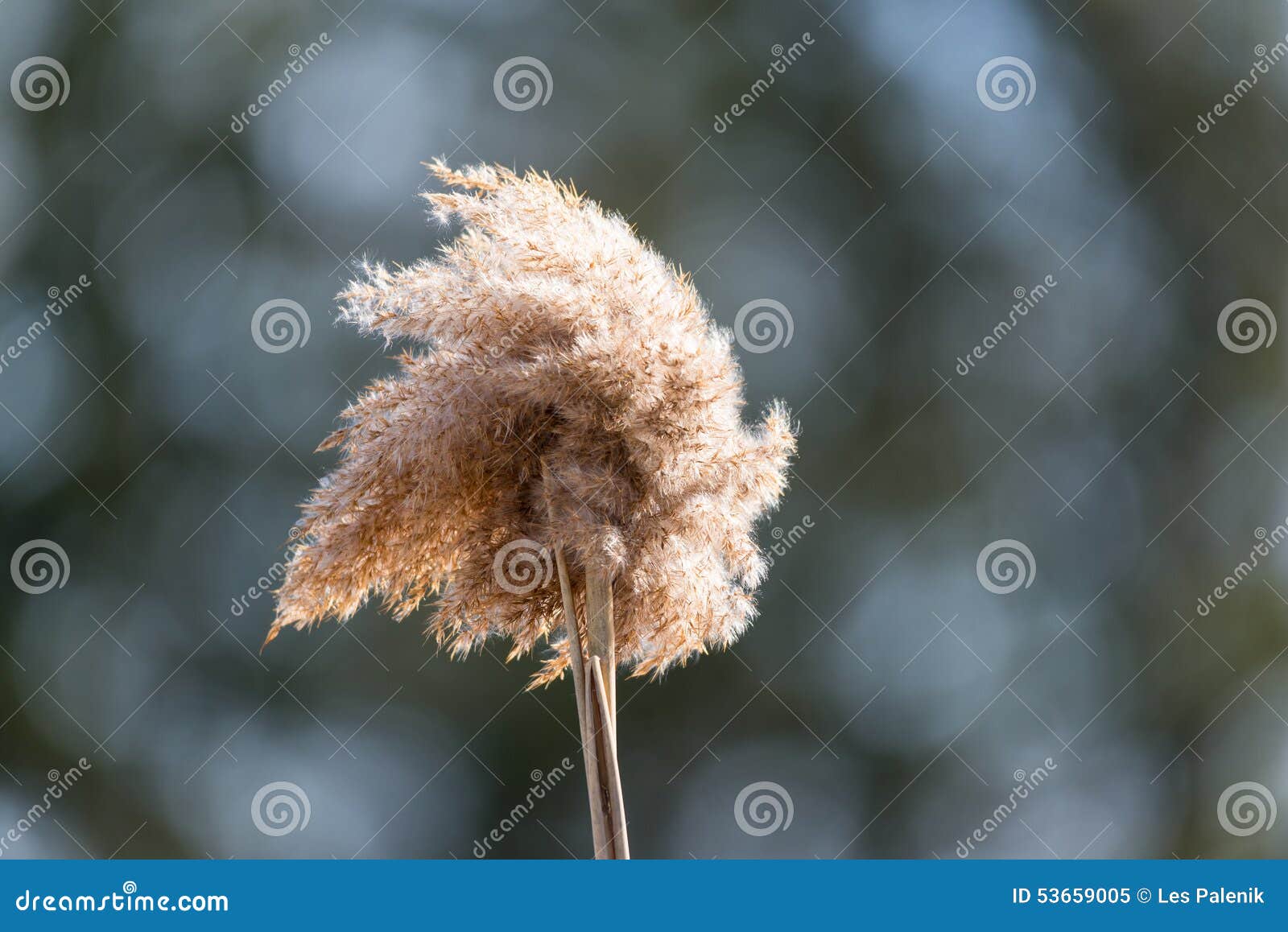 Marsh grass stock image. Image of wetland, bullrush, flora - 53659005