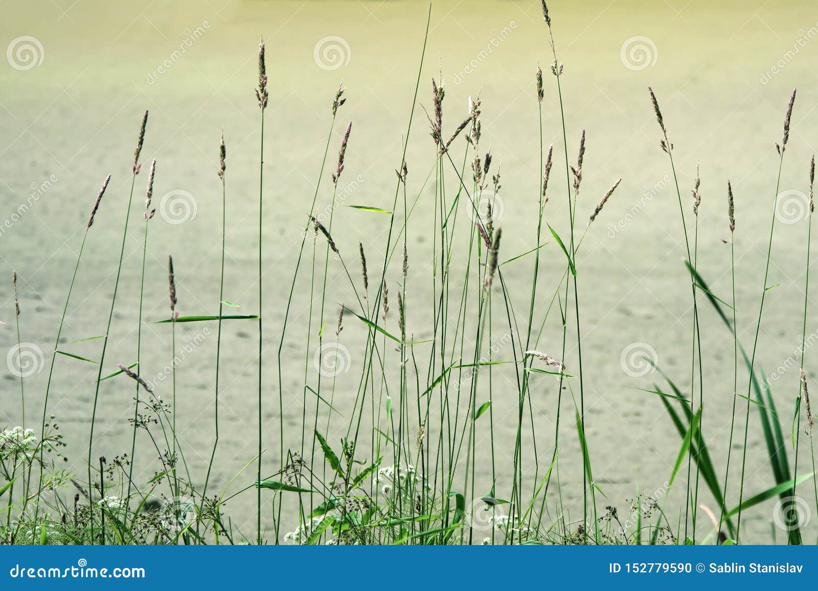 Marsh Grass Green Abstract Background. Close Up Stock Photo - Image of ...