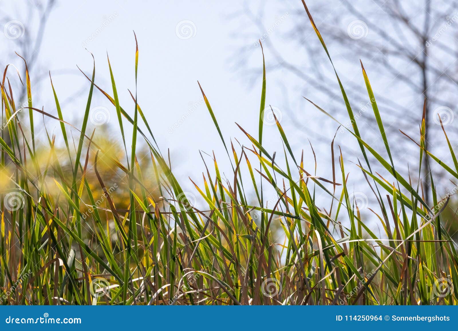 Marsh Grass Ground Level View Stock Photo - Image of growth, nature ...