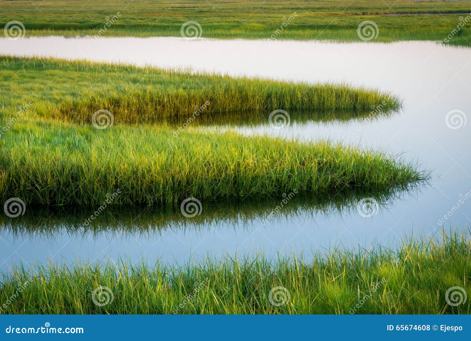 Marsh Grass stock photo. Image of water, smooth, marshes - 65674608