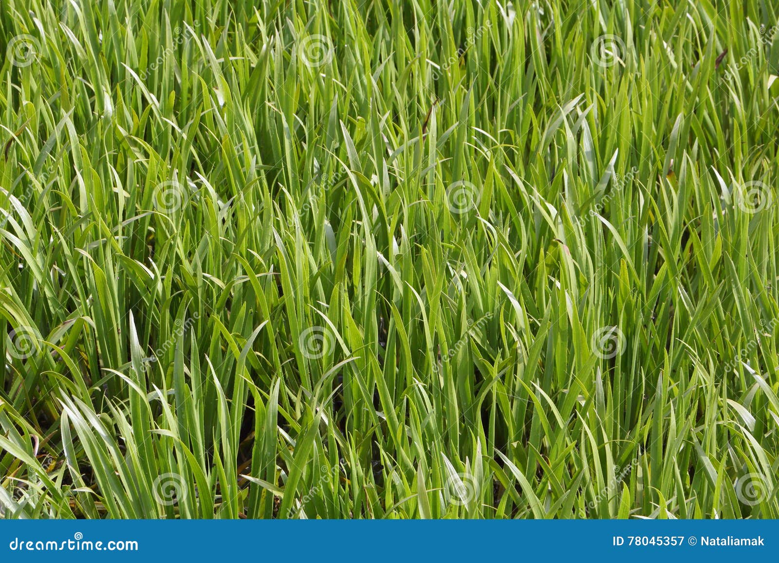 Marsh Grass Sedge Natural Background Stock Image - Image of environment ...