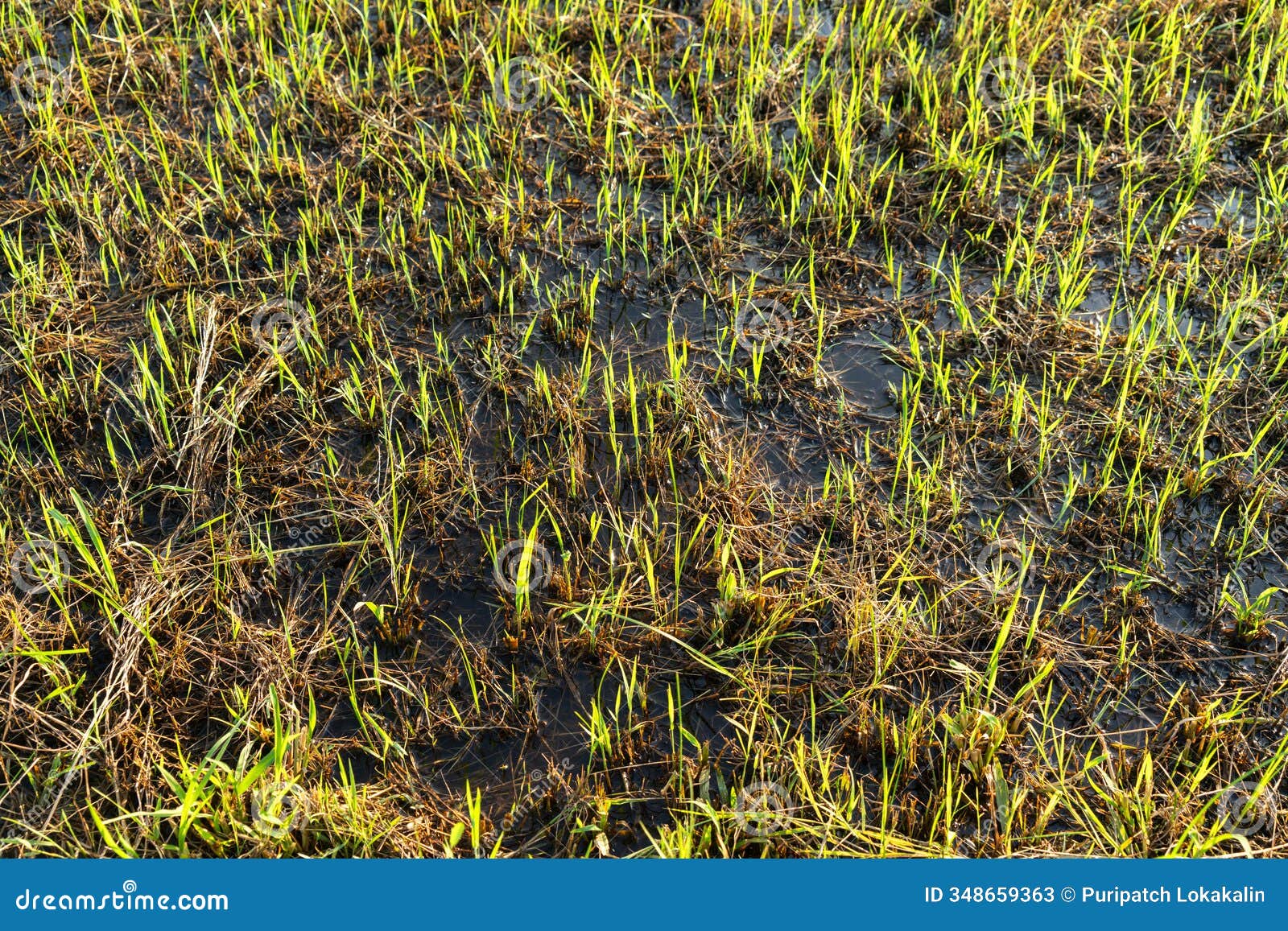 Marsh in the Grass stock image. Image of garden, field - 348659363