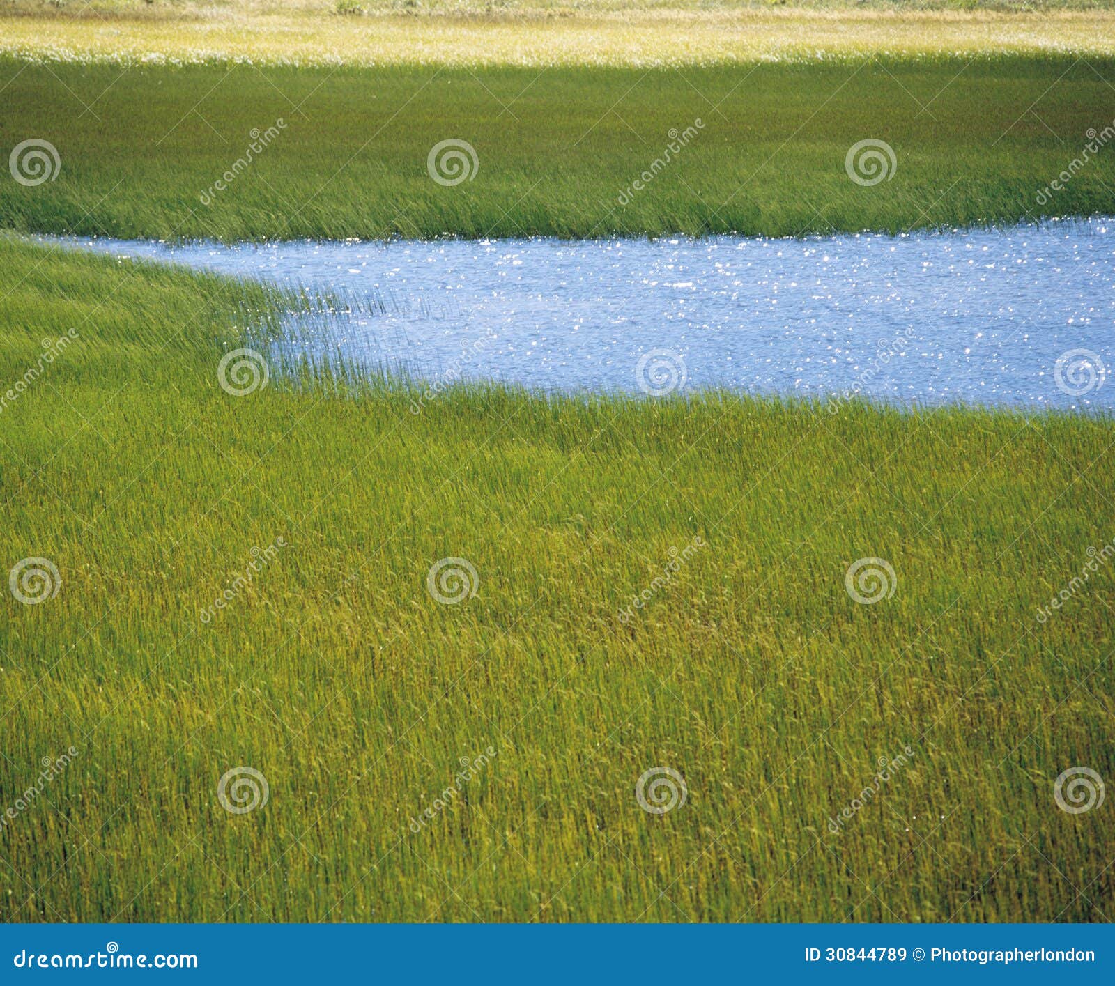 Marsh grass and water stock image. Image of natural, scenic - 30844789