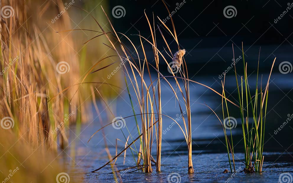 Marsh Grass and Water stock photo. Image of salt, marsh - 46701060