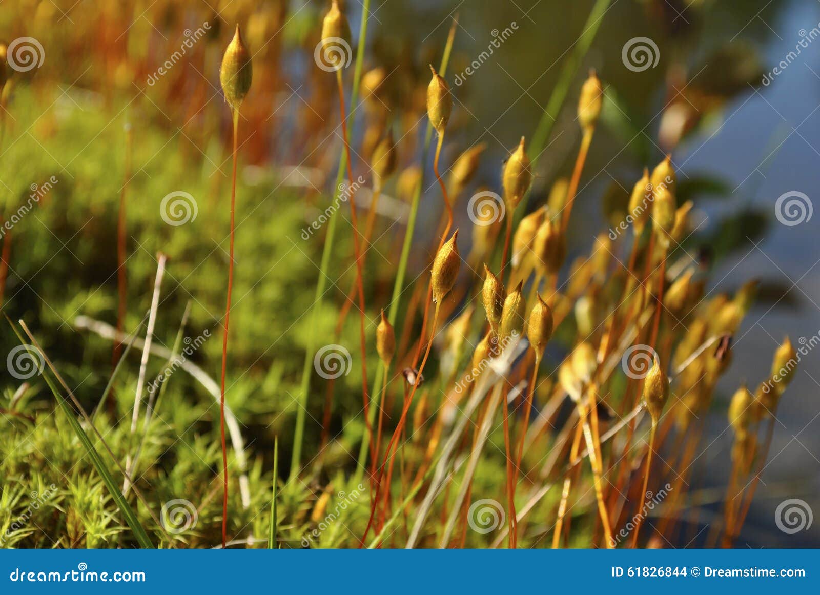 Marsh grass stock photo. Image of nature, yellow, karelia - 61826844