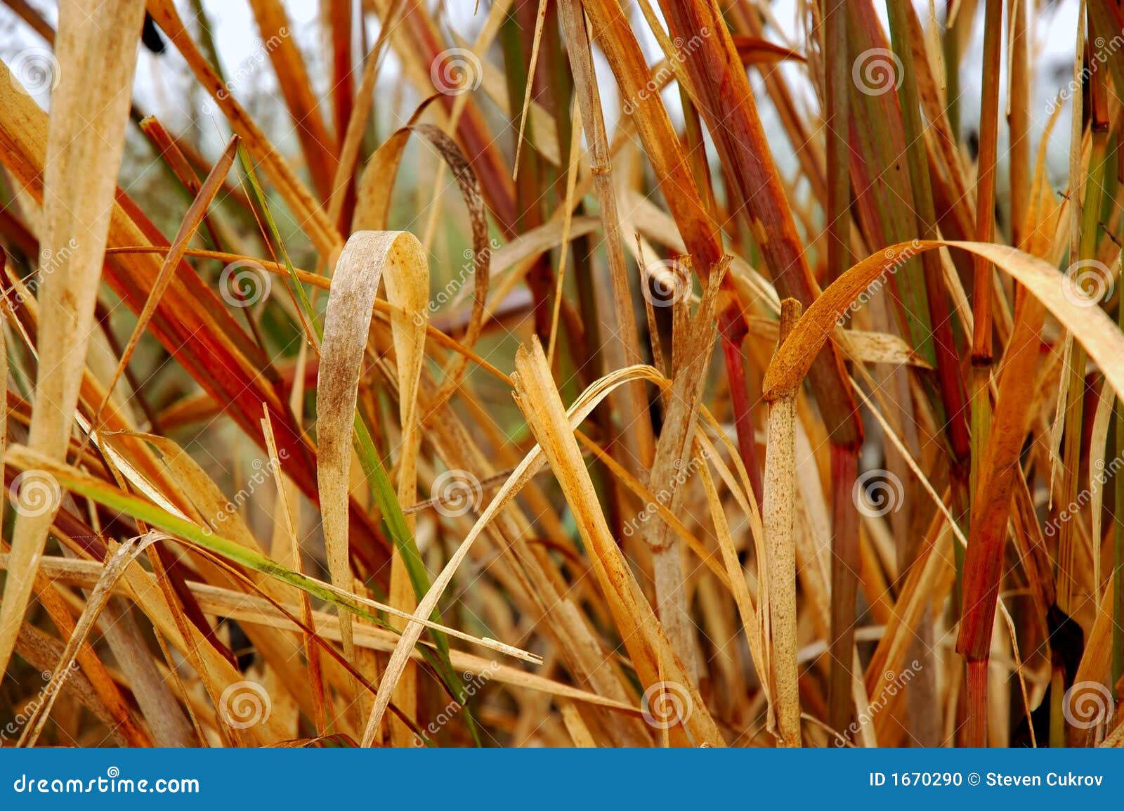 Marsh Grasses stock photo. Image of habitat, nature, pond - 1670290