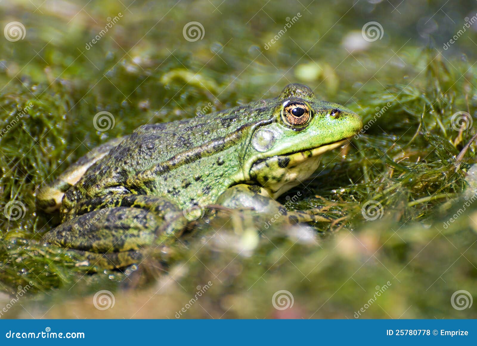 Marsh Green Big Frog Sitting in the Water Stock Photo - Image of plant ...