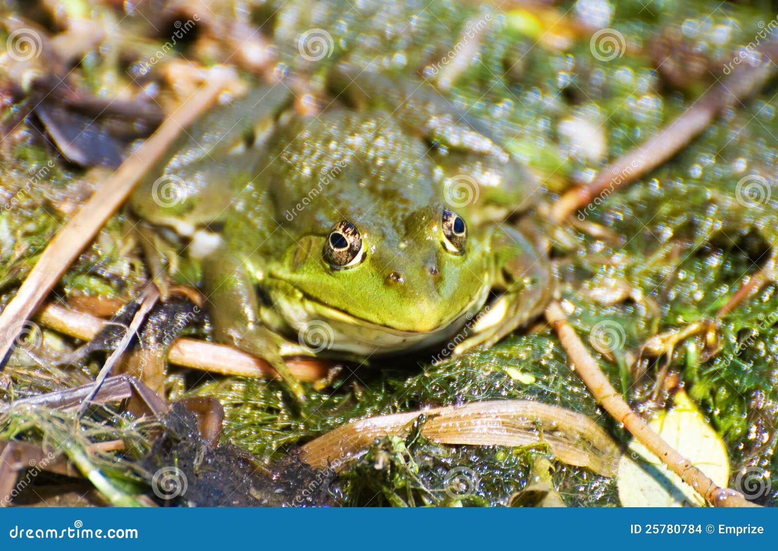Marsh Green Big Frog Sitting in the Water Stock Photo - Image of lake ...