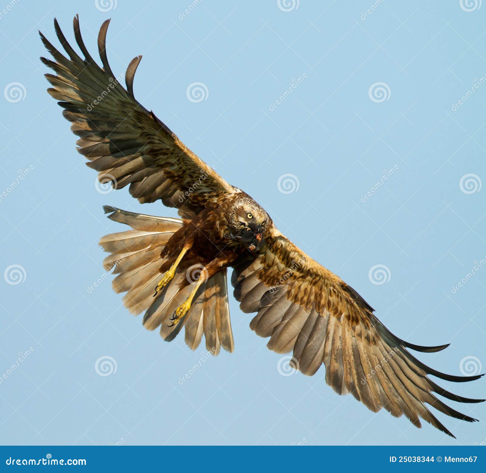 Marsh Harrier stock photo. Image of brown, birding, hawk - 25038344