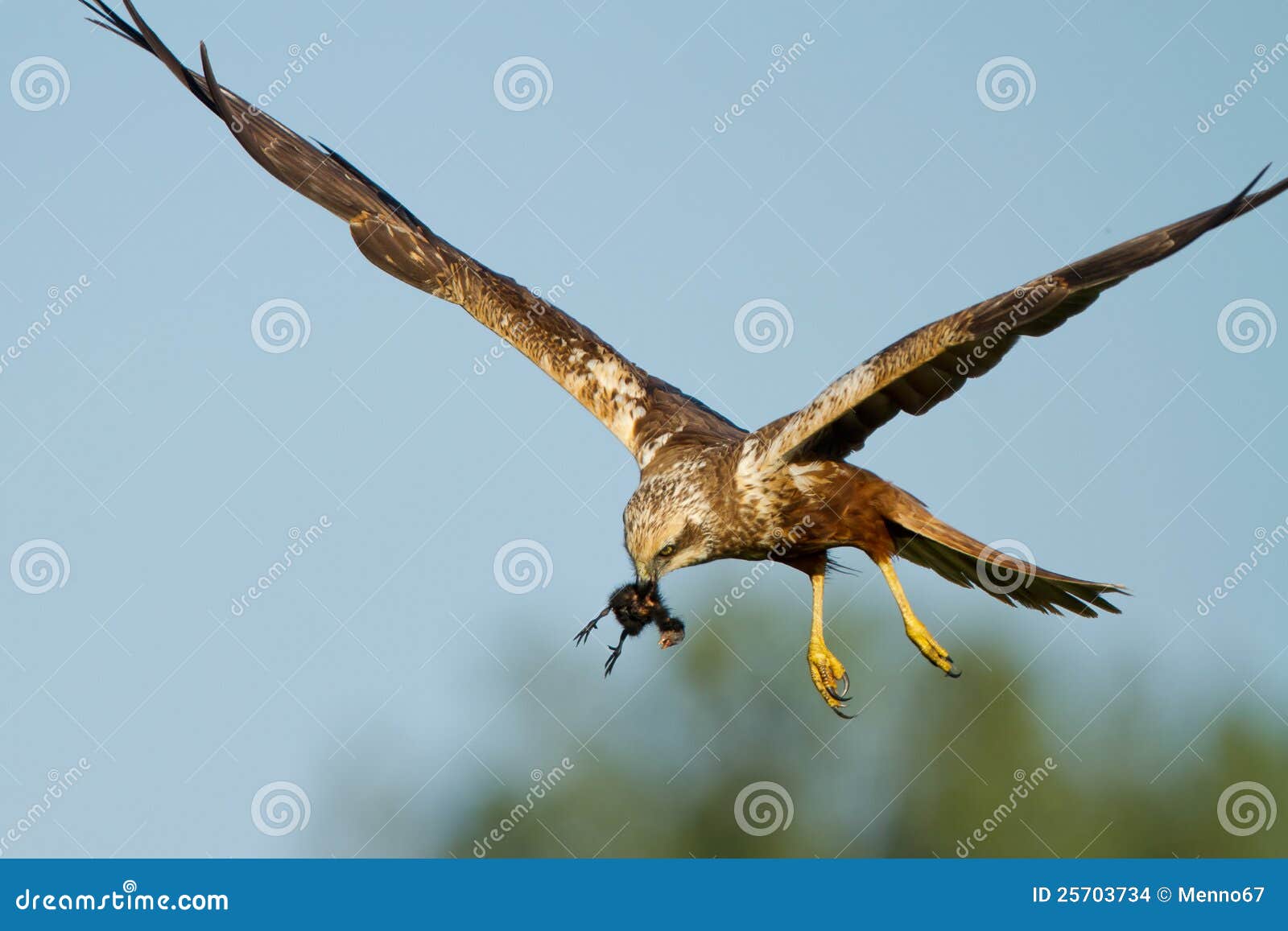 Marsh Harrier stock photo. Image of flight, colorful - 25703734