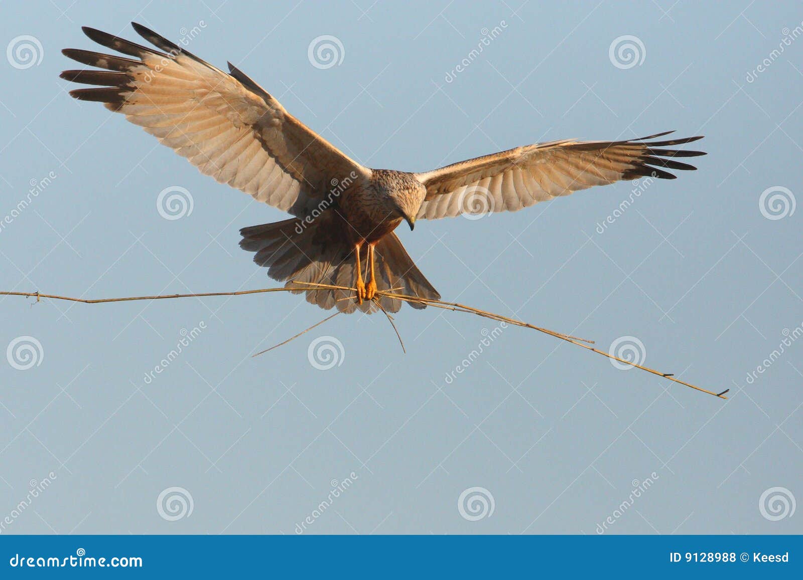 Marsh harrier stock photo. Image of colored, feather, talon - 9128988