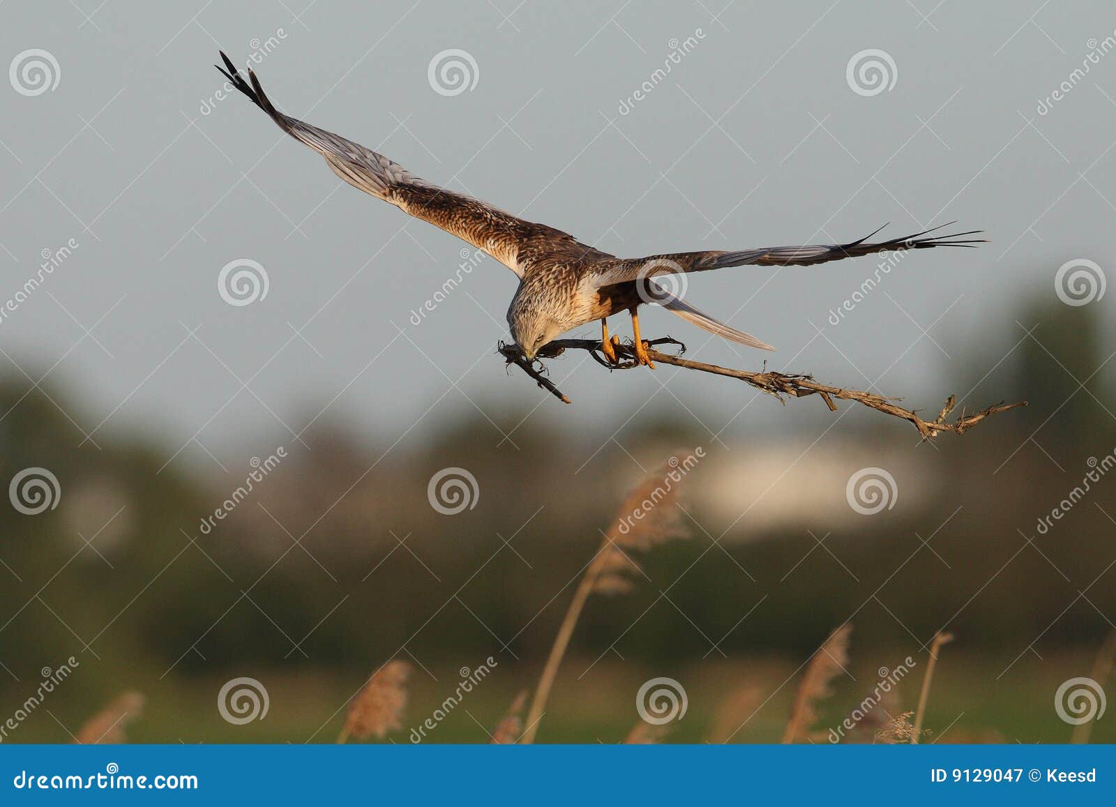 Marsh harrier stock image. Image of bird, carnivore, prey - 9129047
