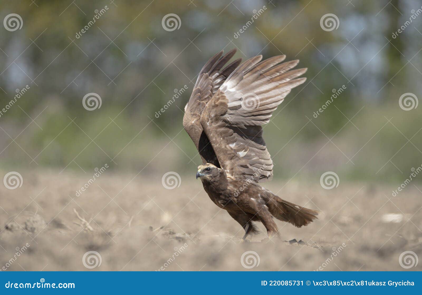 Marsh harrier stock image. Image of feather, beast, prey - 220085731