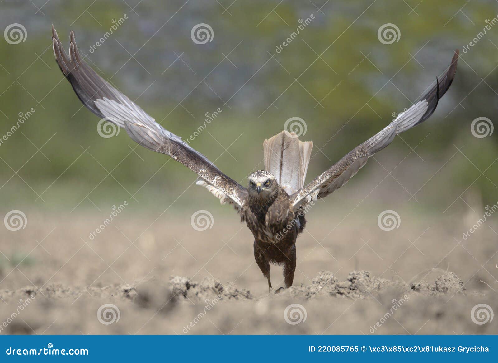 Marsh harrier stock image. Image of beast, feather, harrier - 220085765
